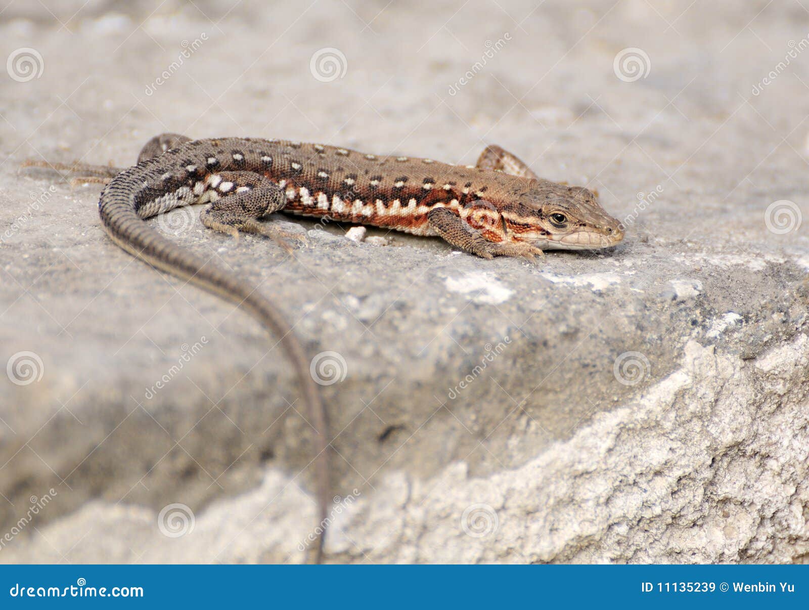 Hagedissen stock afbeelding. Image of schalen, kleurrijk - 11135239