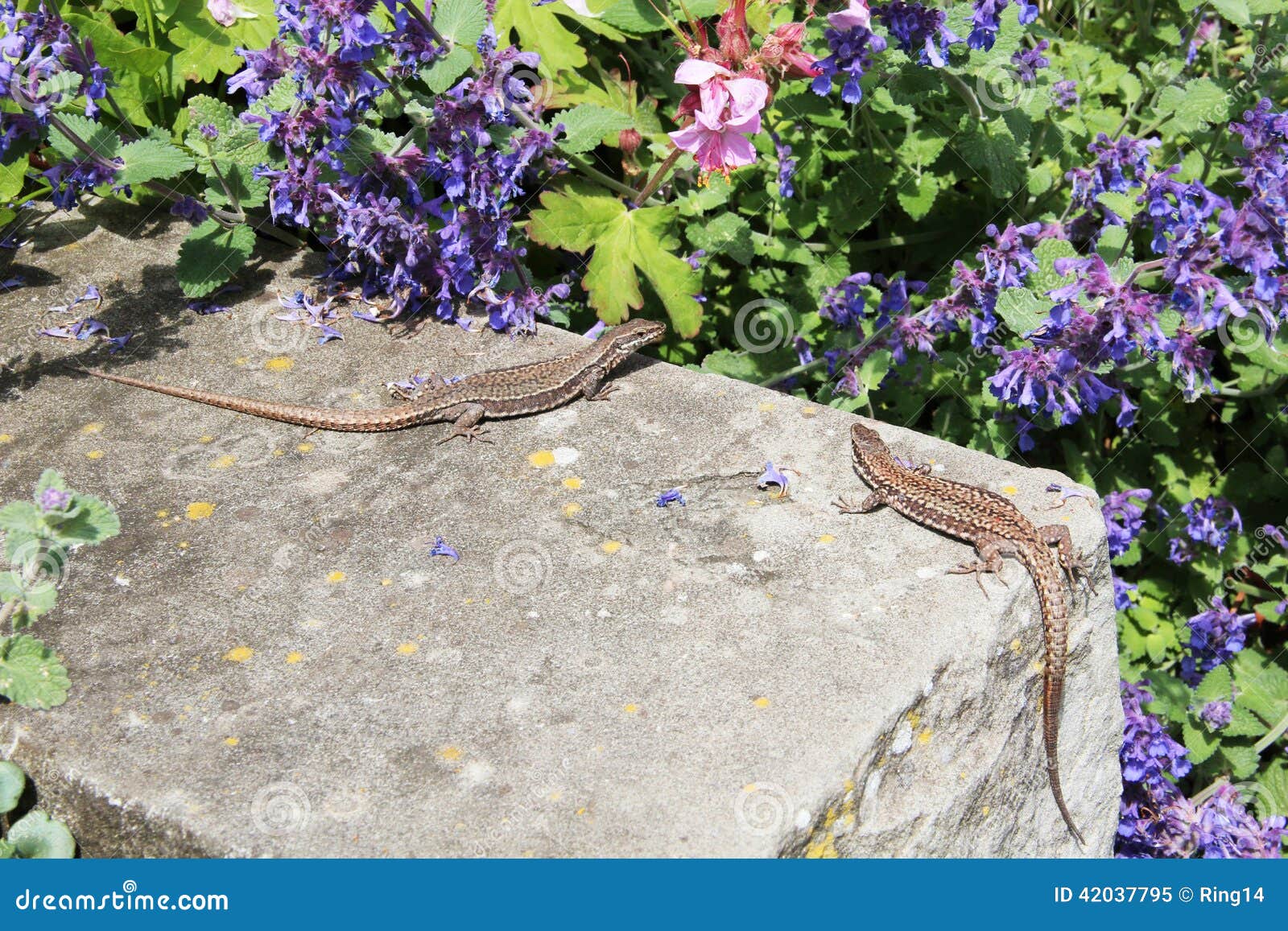 Hagedissen stock afbeelding. Image of hagedis, kruip - 42037795