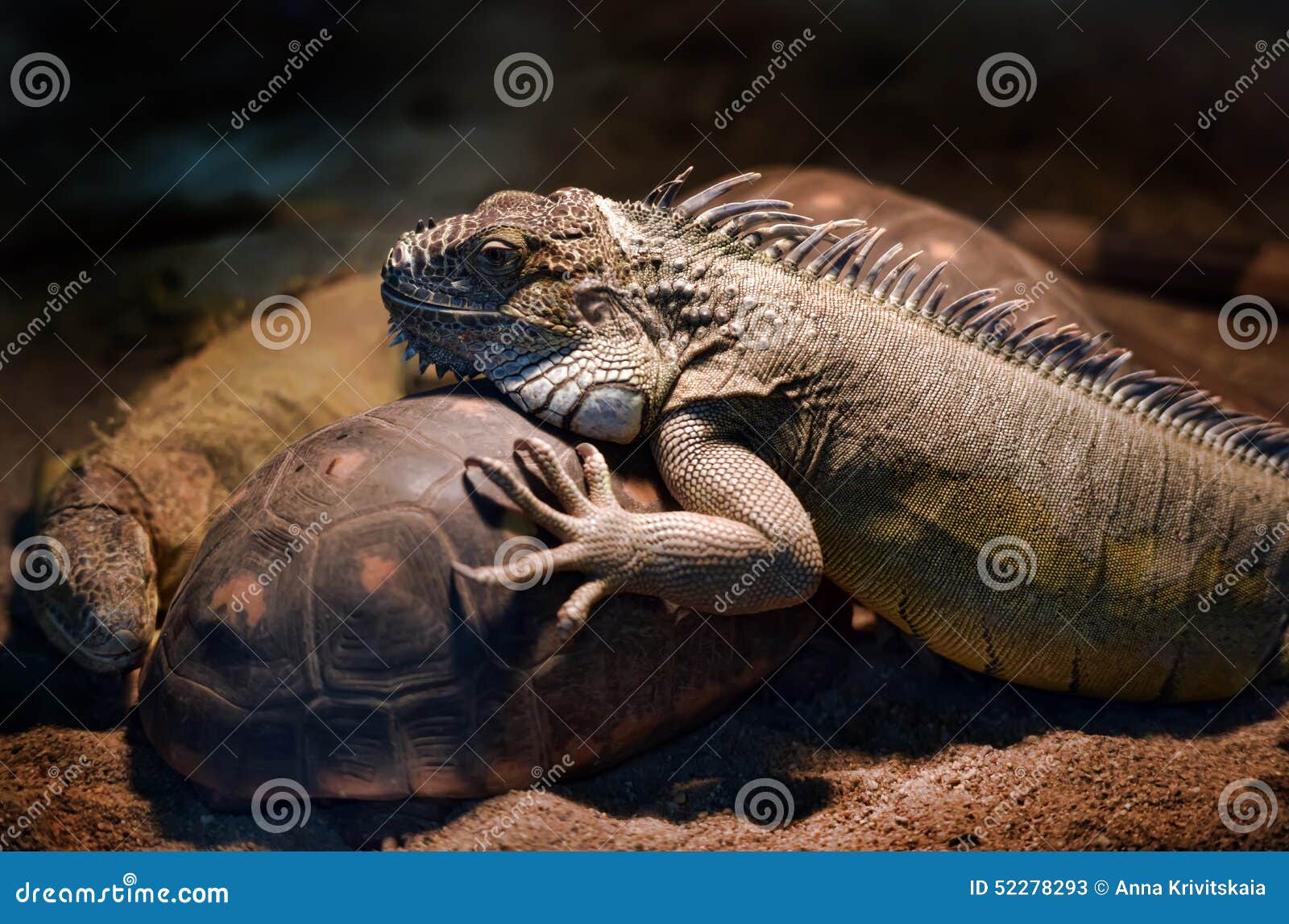 Hagedissen En Schildpadden in De Dierentuin Stock Afbeelding - Image of ...