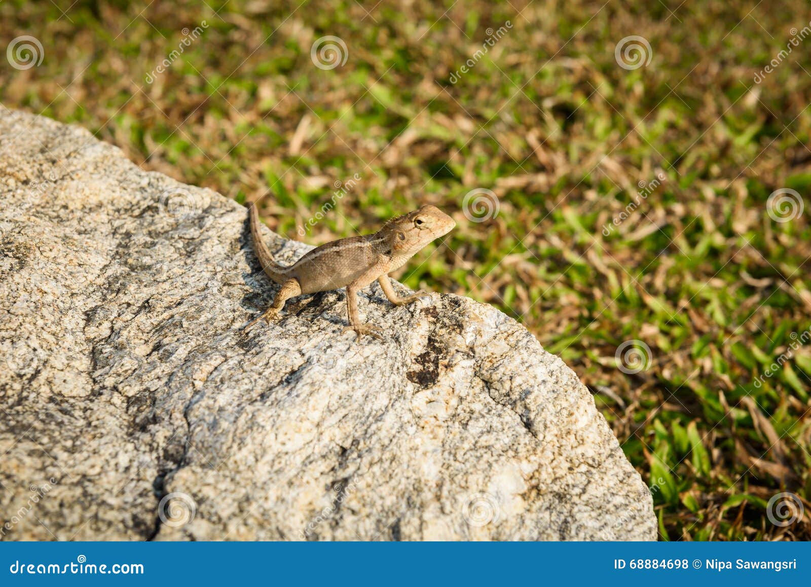 Hagedissen, Kameleon, Kameleon Op Steen Stock Foto - Image of ...