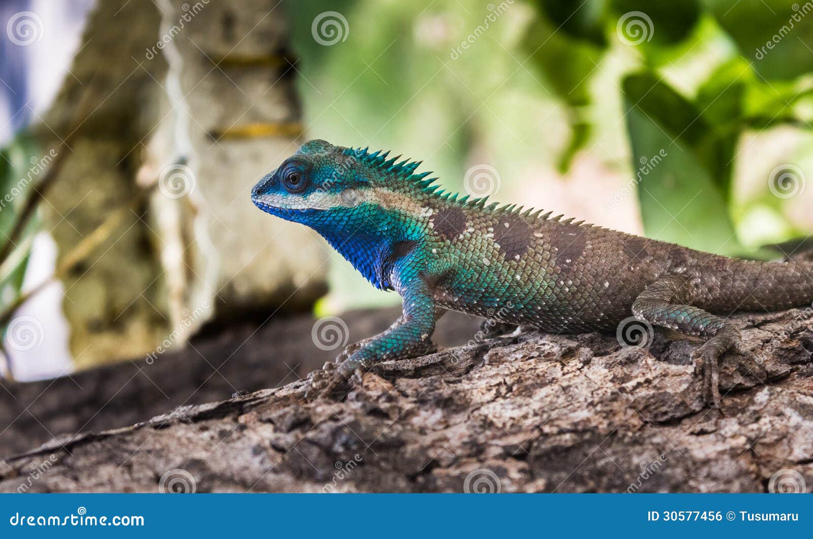 Hagedissen Kleurrijk in Thailand Stock Foto - Image of hagedis, dier ...