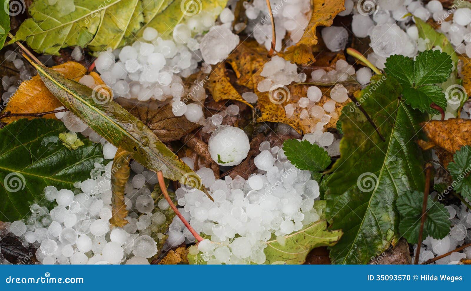 Hagel arkivfoto. Bild av jordbruk, försäkring, regn, extremt - 35093570