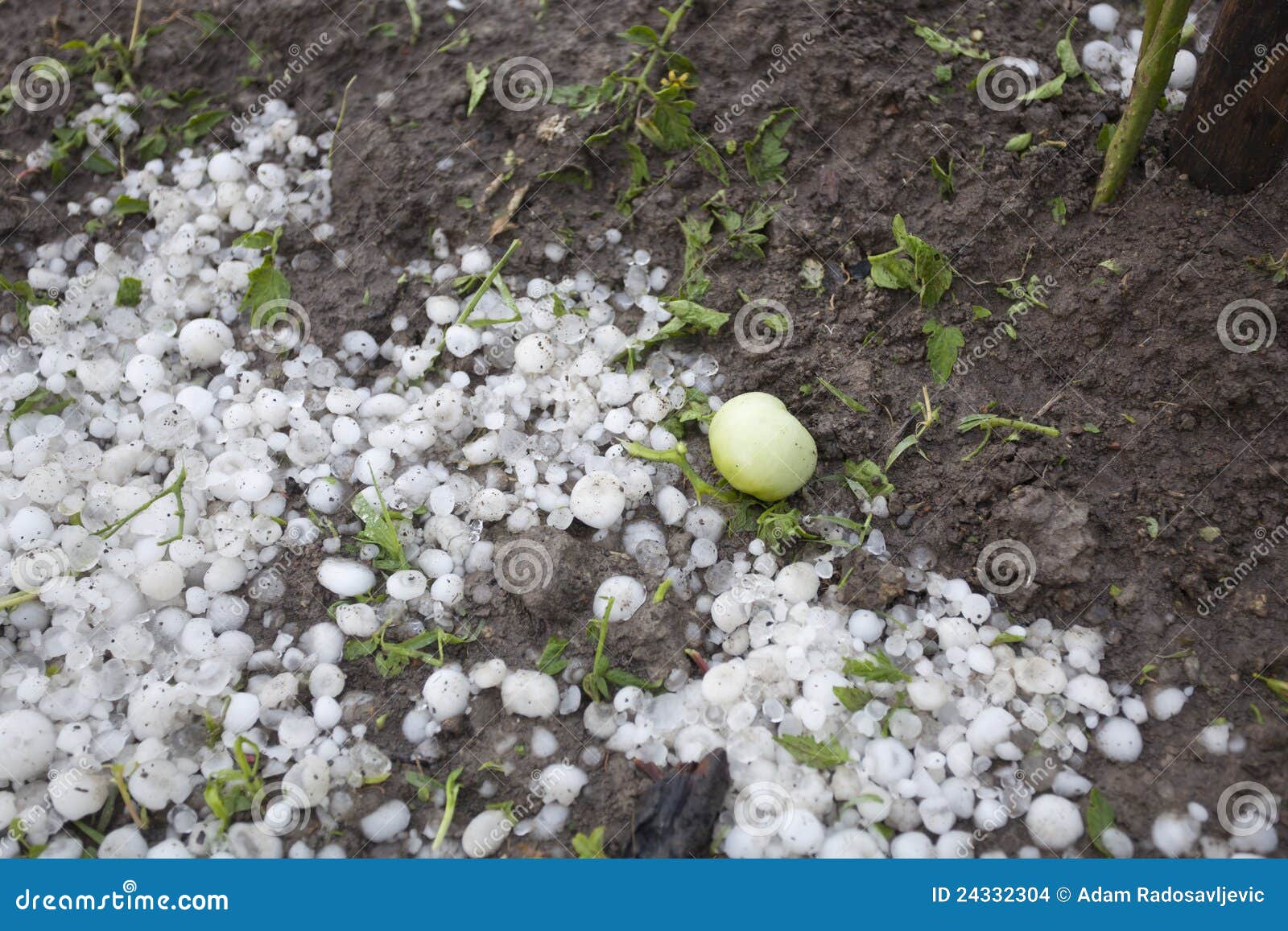Hagel-Sturm-Unfall Im Garten Stockfoto - Bild von versicherung ...