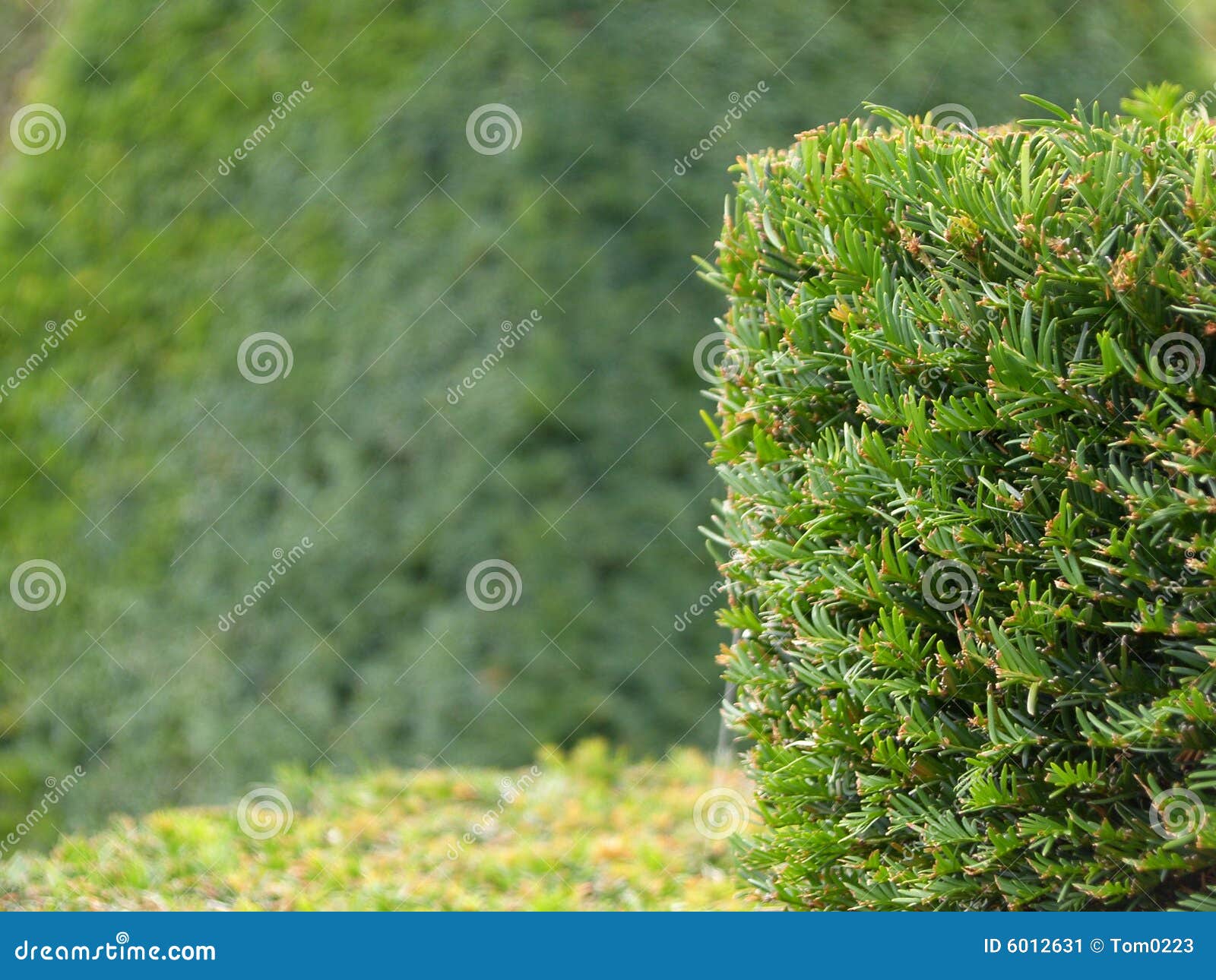 Hagen stock afbeelding. Image of haag, groen, ambacht - 6012631