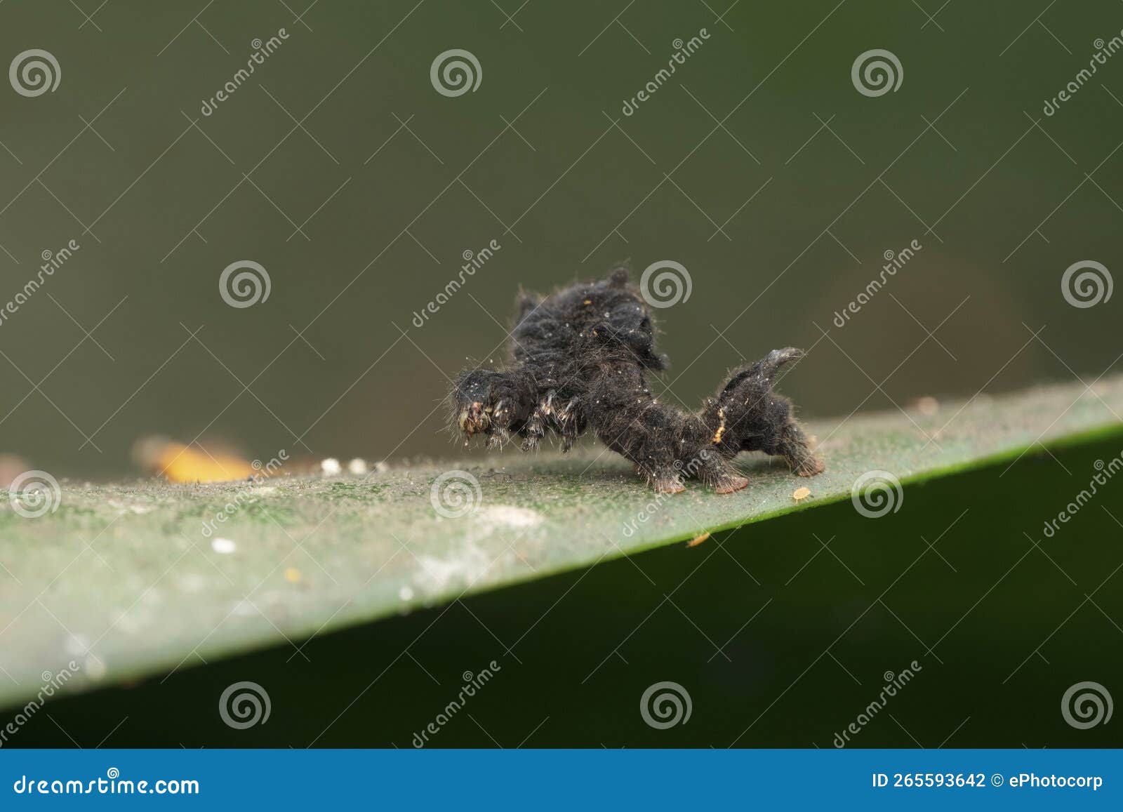 Monkey Slug Larvae Form Of Hag Moth Stock Image | CartoonDealer.com ...