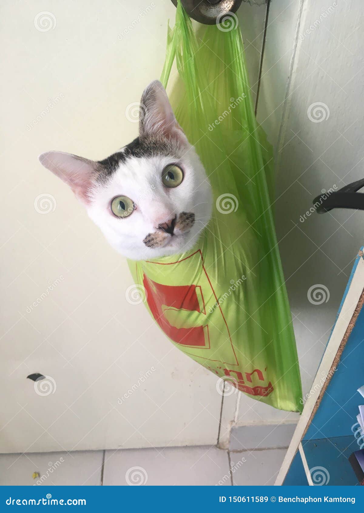 Hahaha. stock image. Image of 5555, funny, animal, hahaha - 150611589