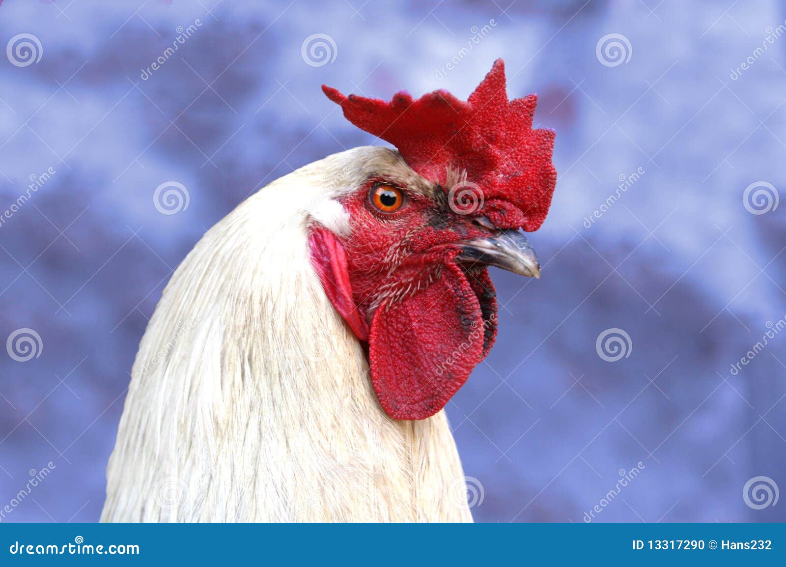 Hahn stock photo. Image of poultry, farm, agriculture - 13317290
