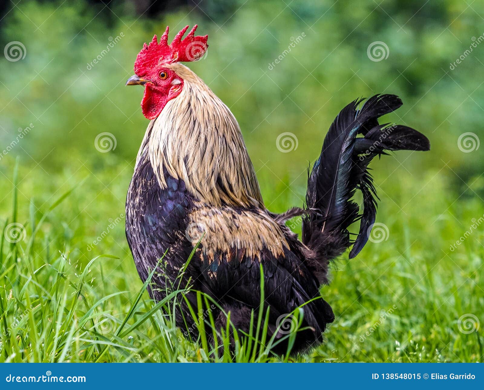 Hahn stockbild. Bild von vieh, farbe, huhn, landwirtschaft - 138548015