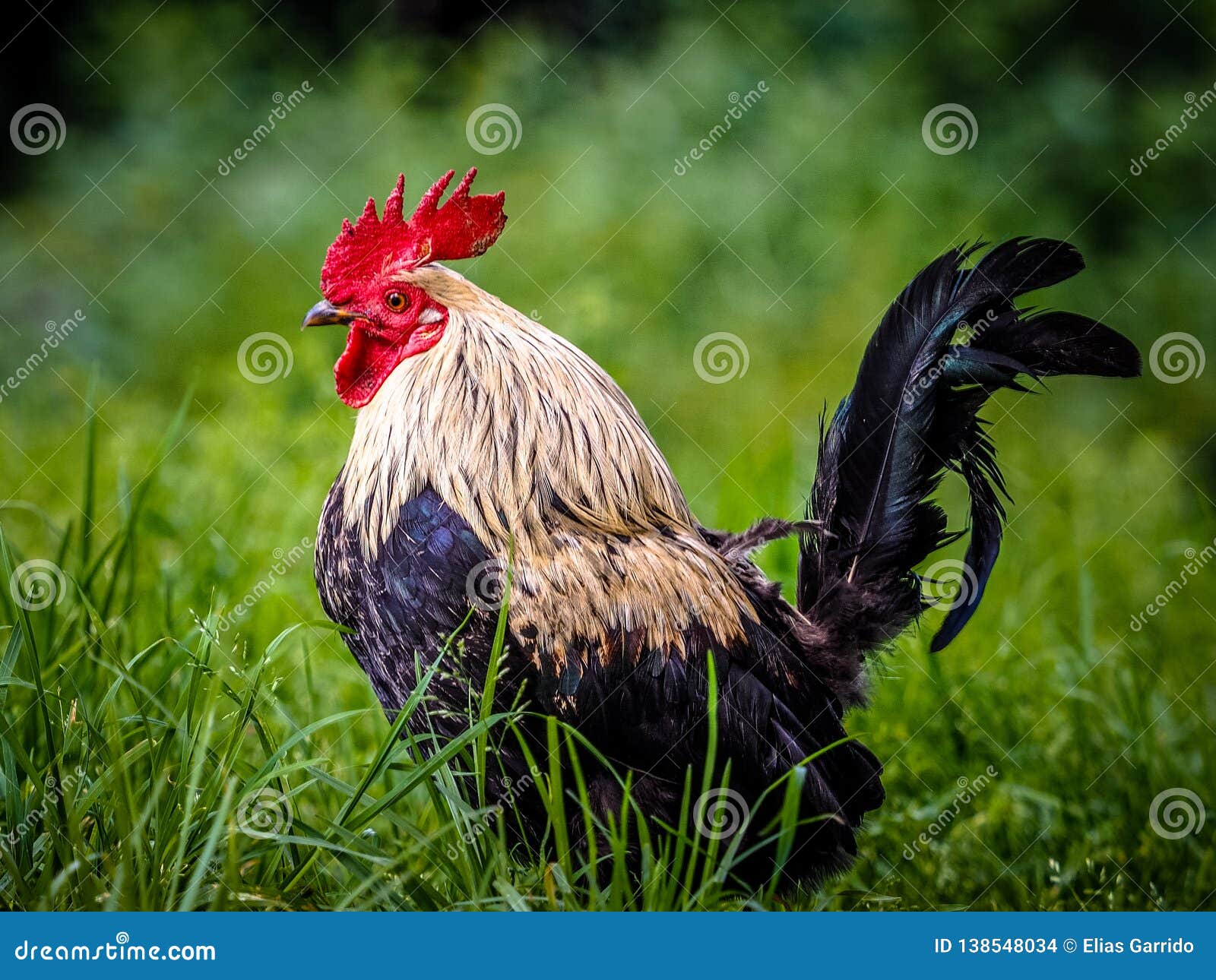 Hahn stockfoto. Bild von küken, henne, kopf, kamm, hell - 138548034
