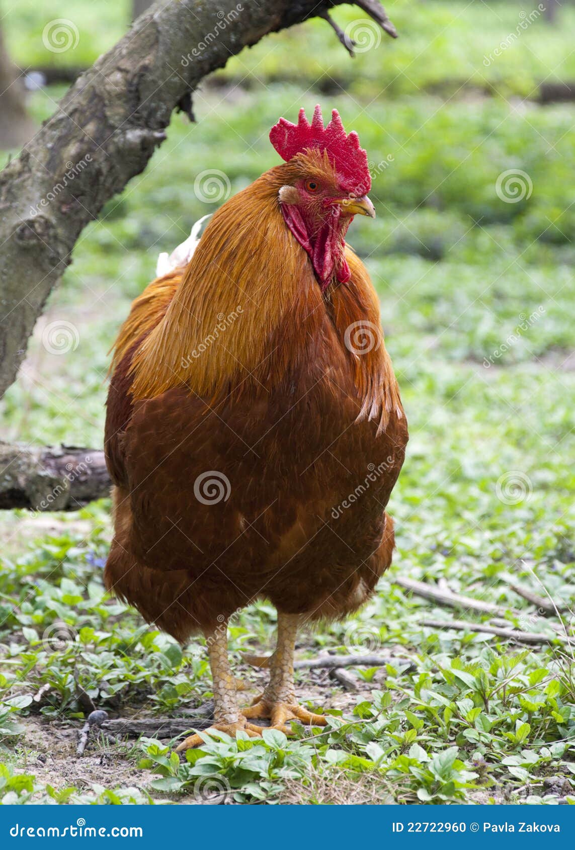 Hahn stockfoto. Bild von braun, ackerland, landwirtschaft - 22722960