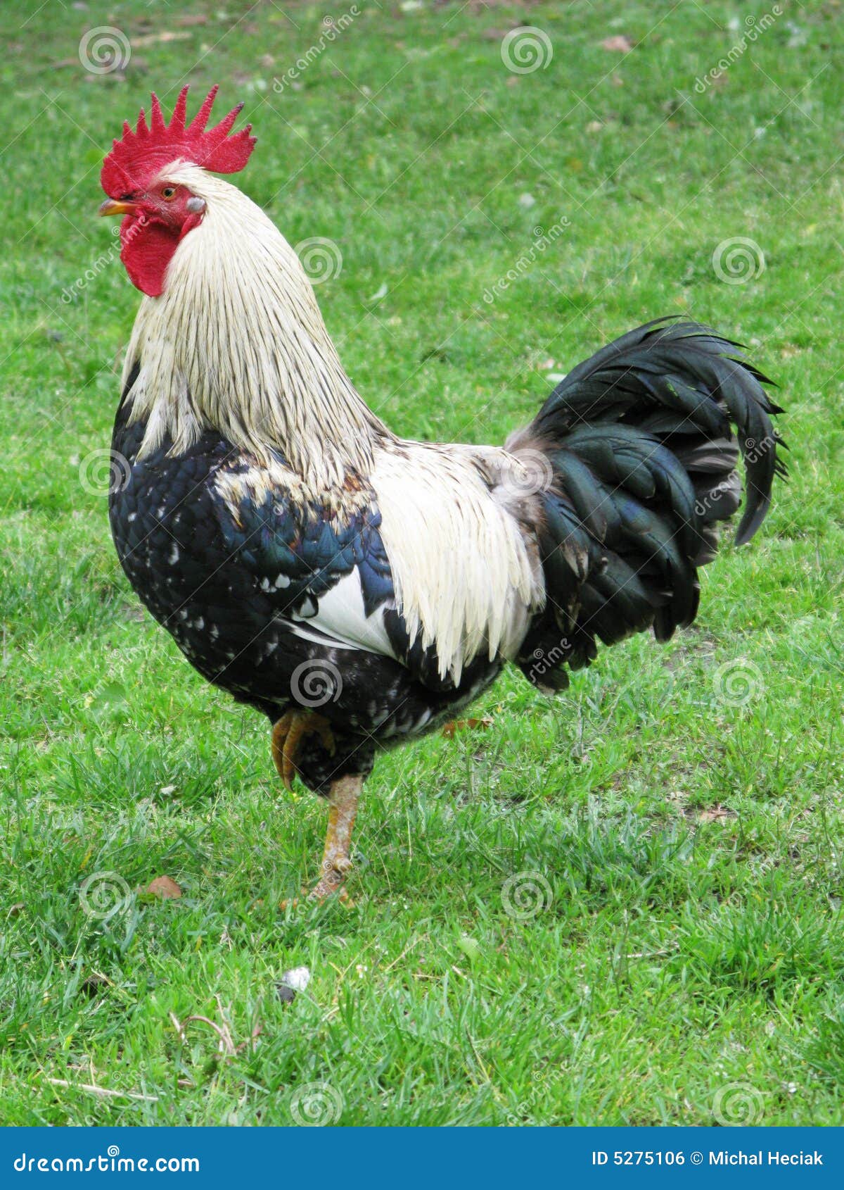 Hahn stockfoto. Bild von geflügel, ansicht, bauernhof - 5275106