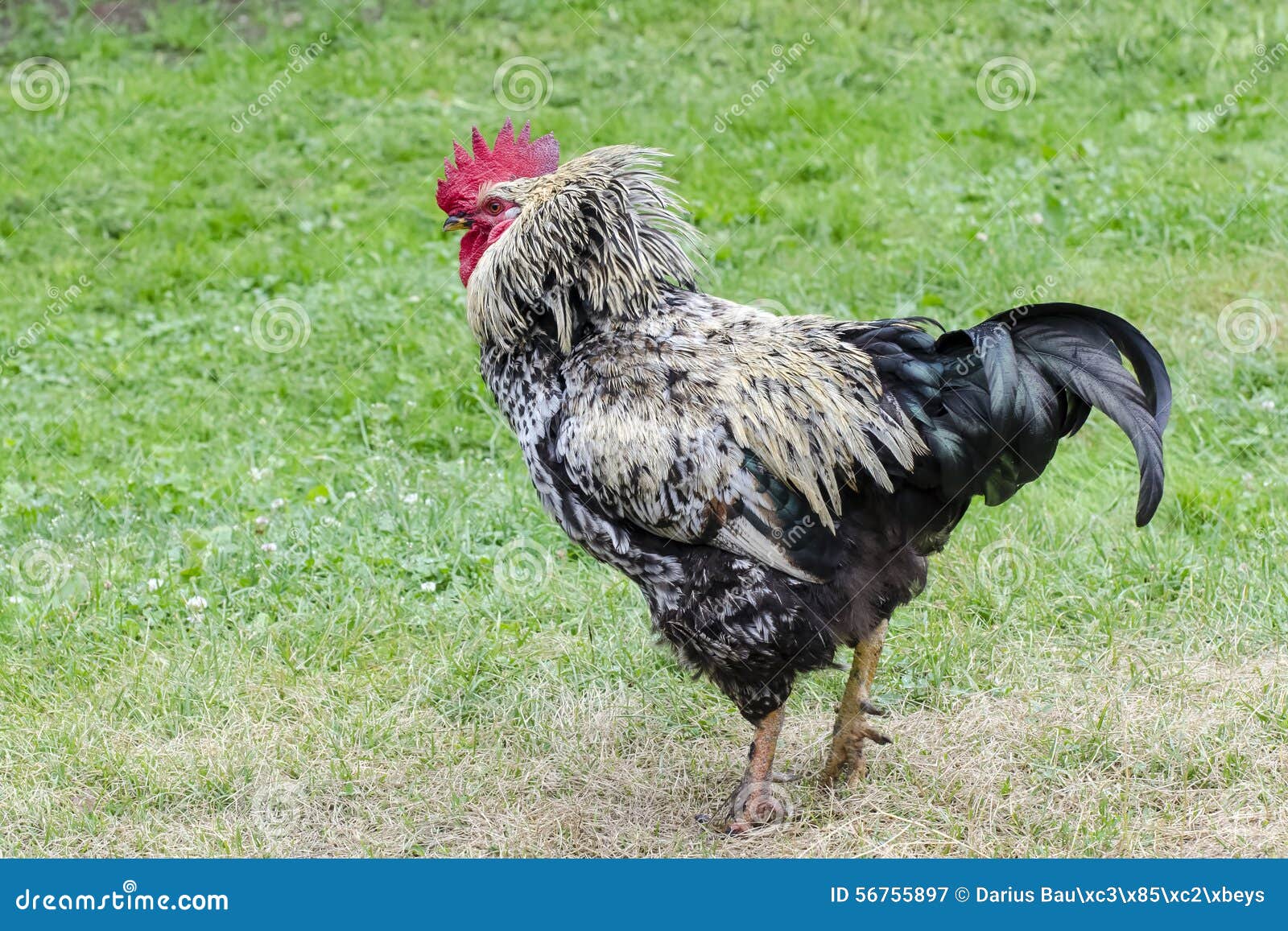 Hahn stockbild. Bild von kamm, geflügel, scheitel, bunt - 56755897