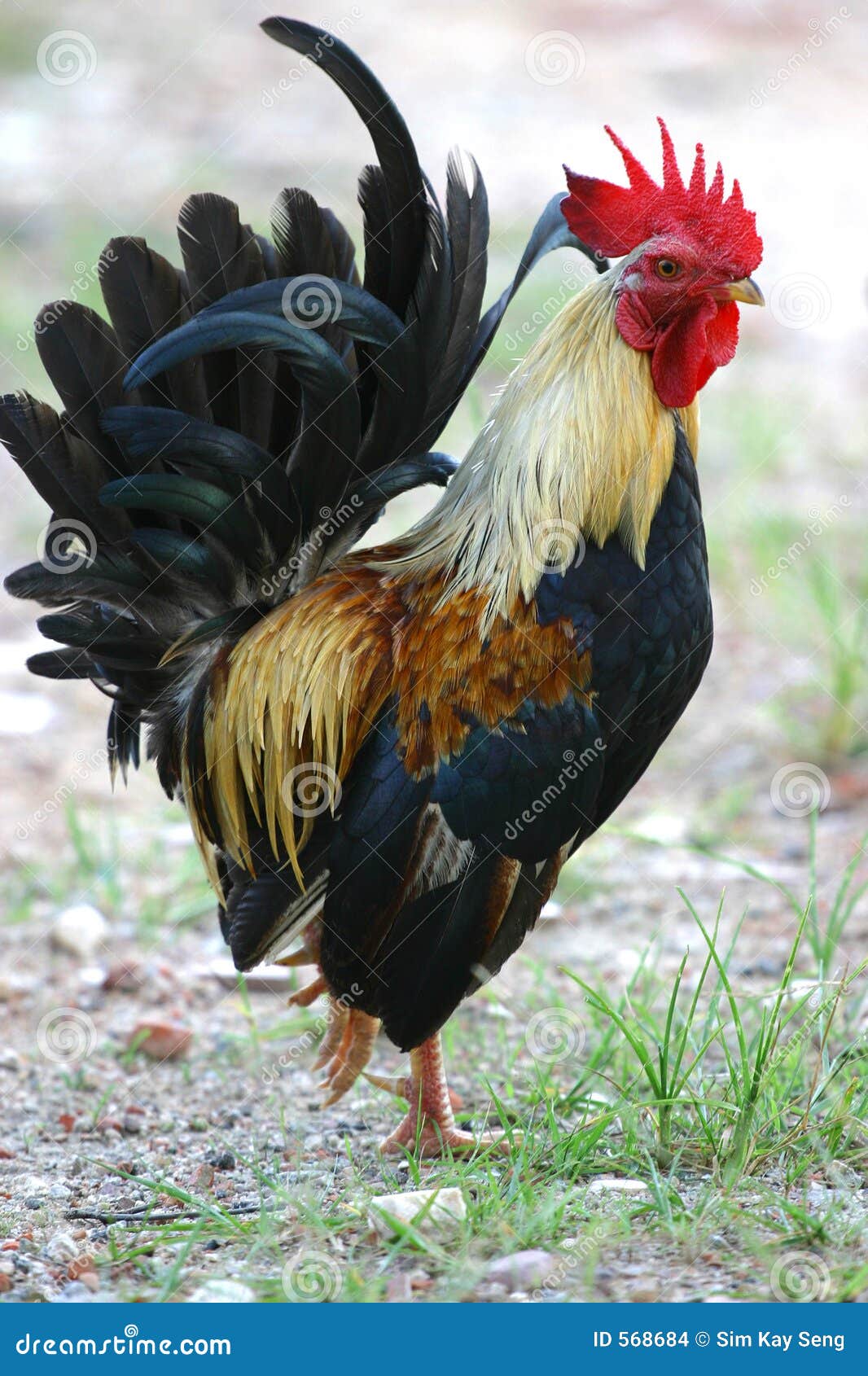 Hahn. stockfoto. Bild von kamm, huhn, kopf, feder, vögel - 568684