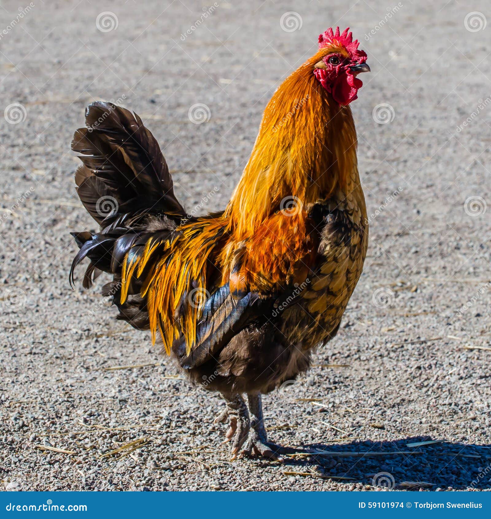 Hahn stockfoto. Bild von scheitel, fotographie, bunt - 59101974