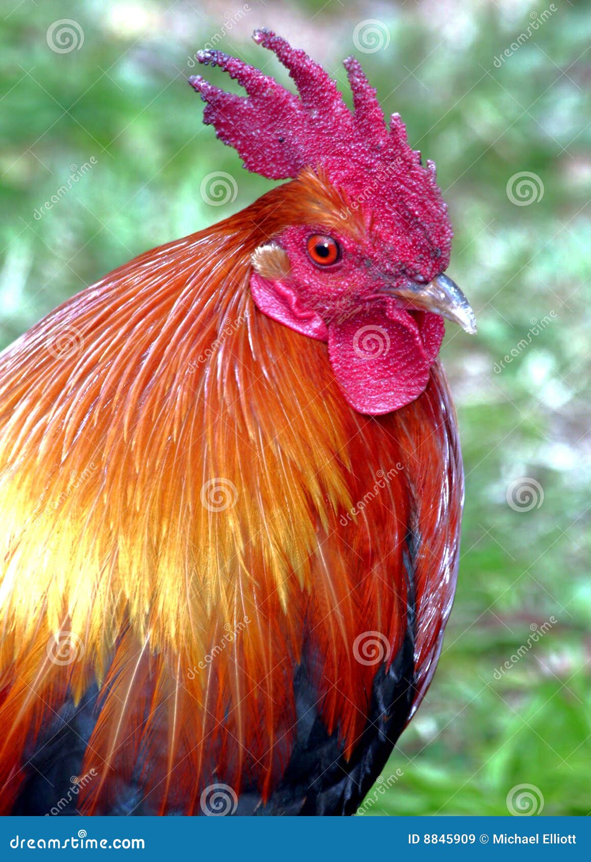Hahn stockbild. Bild von vater, ansicht, profil, huhn - 8845909