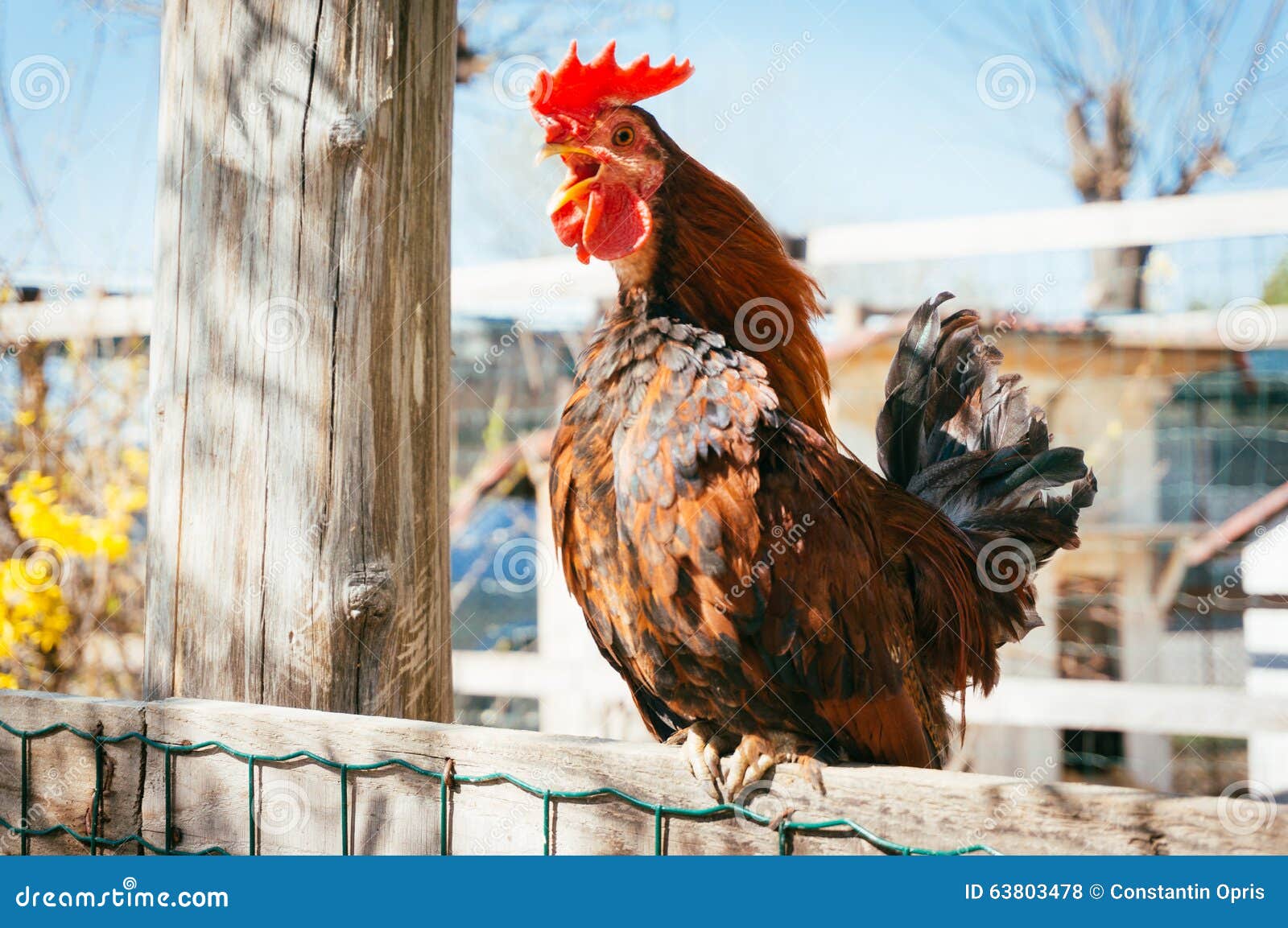 Hahn auf Zaun stockfoto. Bild von draussen, mann, blau - 63803478