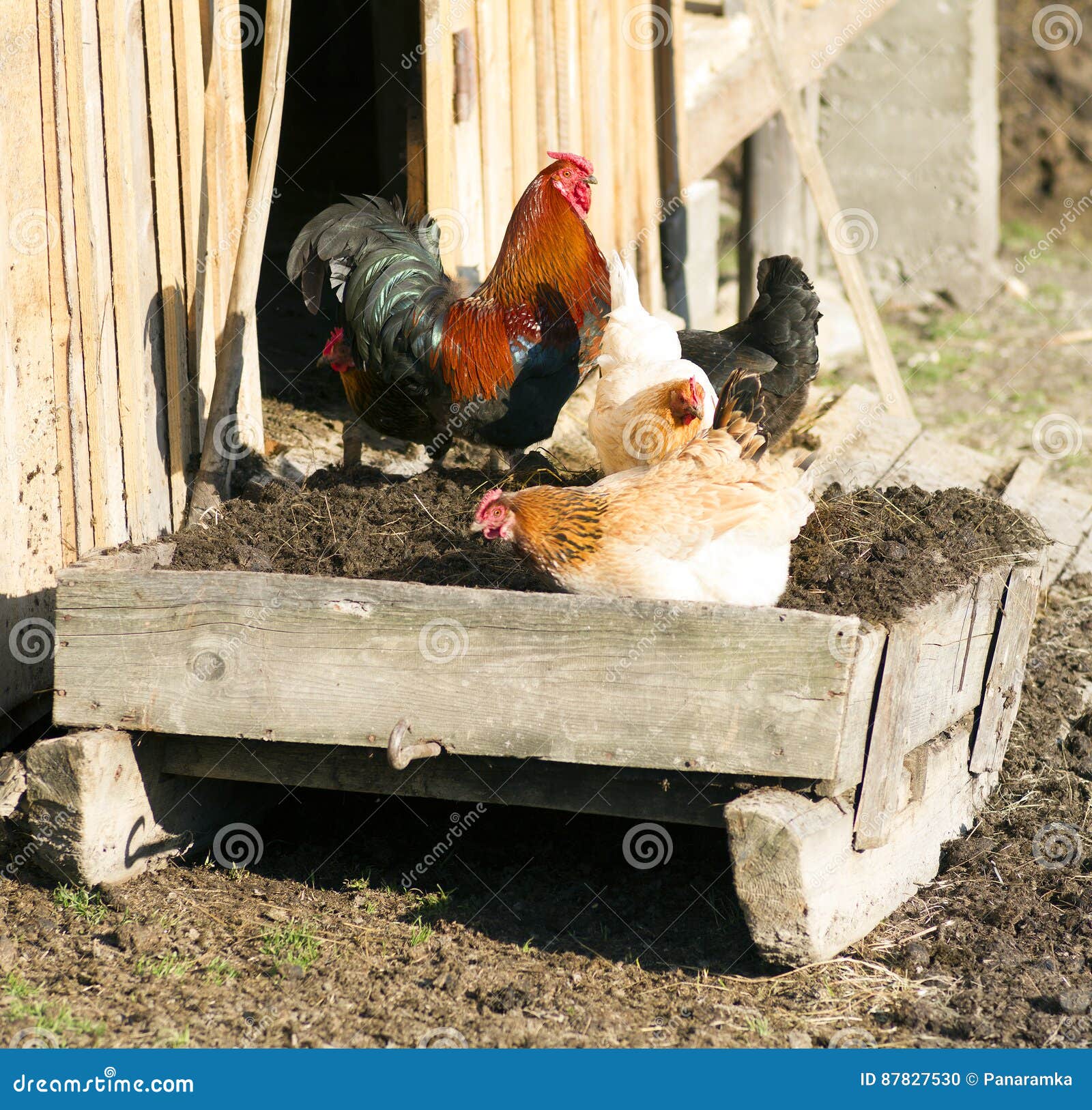 Hahn - Ein Symbol Des Neuen Jahres Stockfoto - Bild von grün, industrie ...