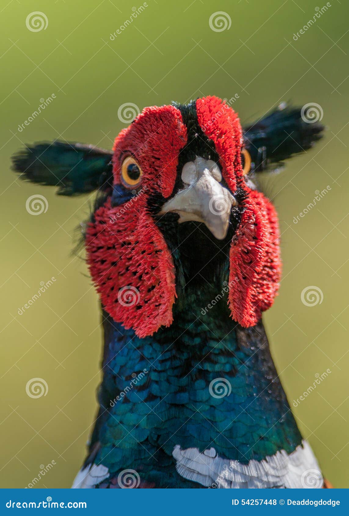 Hahn-Fasan stockfoto. Bild von spiel, jagd, waldland - 54257448