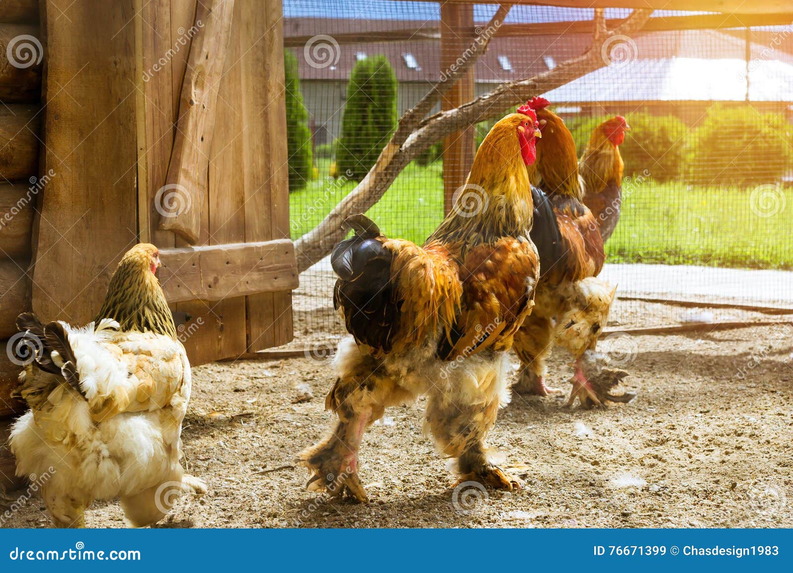Hahn - Hahn, Symbol Von Neuem 2017 Stockbild - Bild von henne, schnabel ...