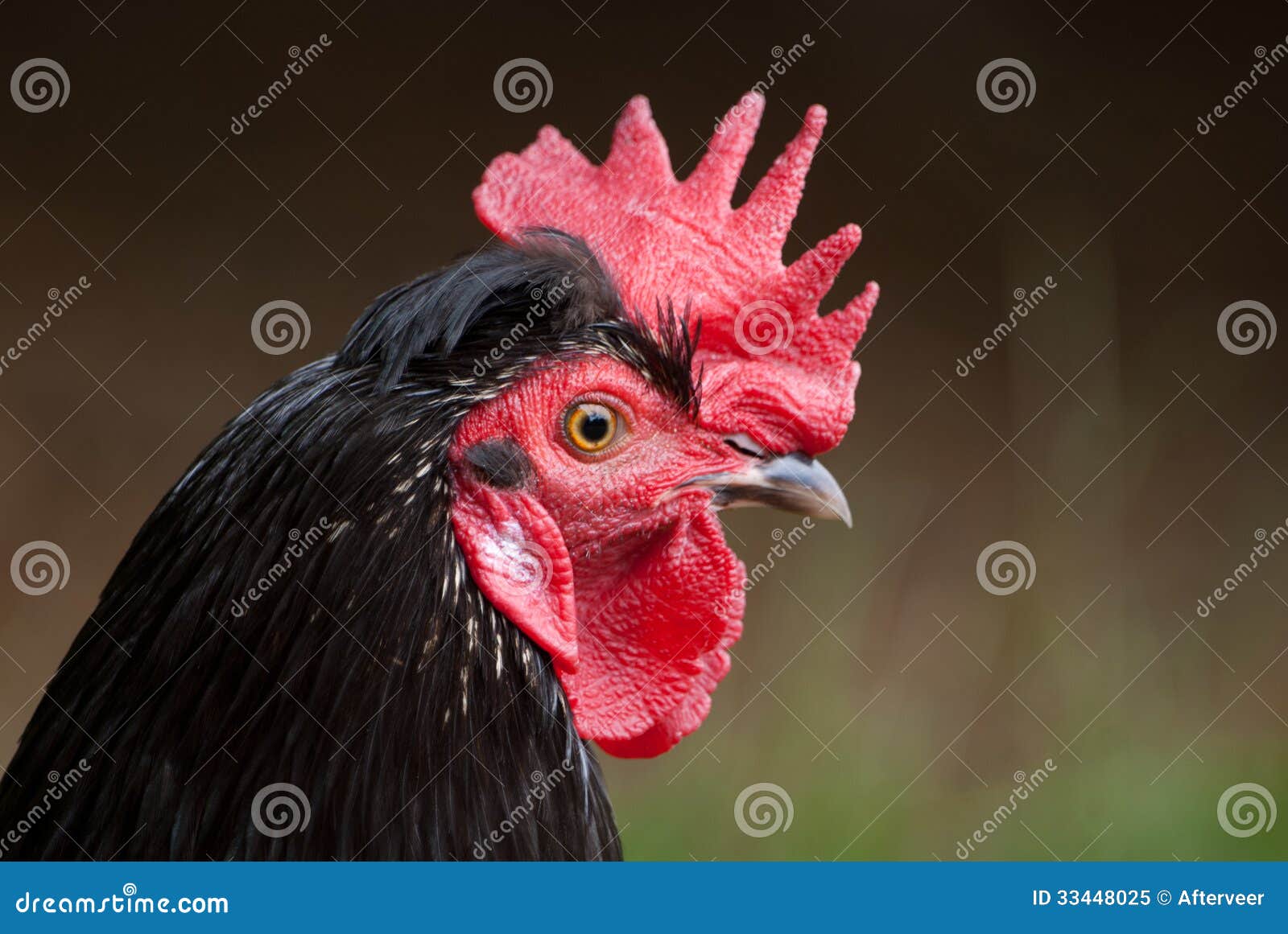 Hahn-Kopf stockbild. Bild von auge, kopf, huhn, hahn - 33448025