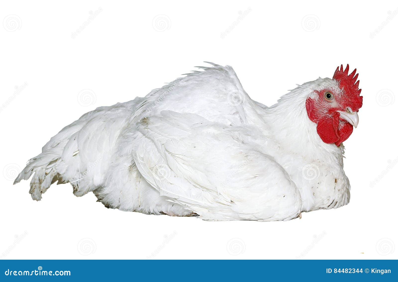 Hahn Mit Den Weißen Federn Lokalisiert Stockfoto - Bild von nett, henne ...