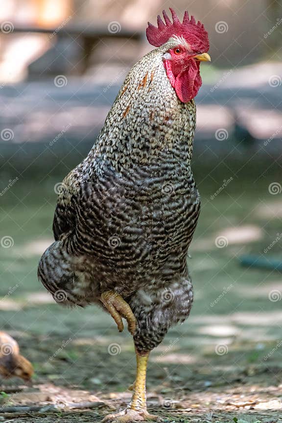 Hahn steht auf einem Bein stockfoto. Bild von vogel - 144429160