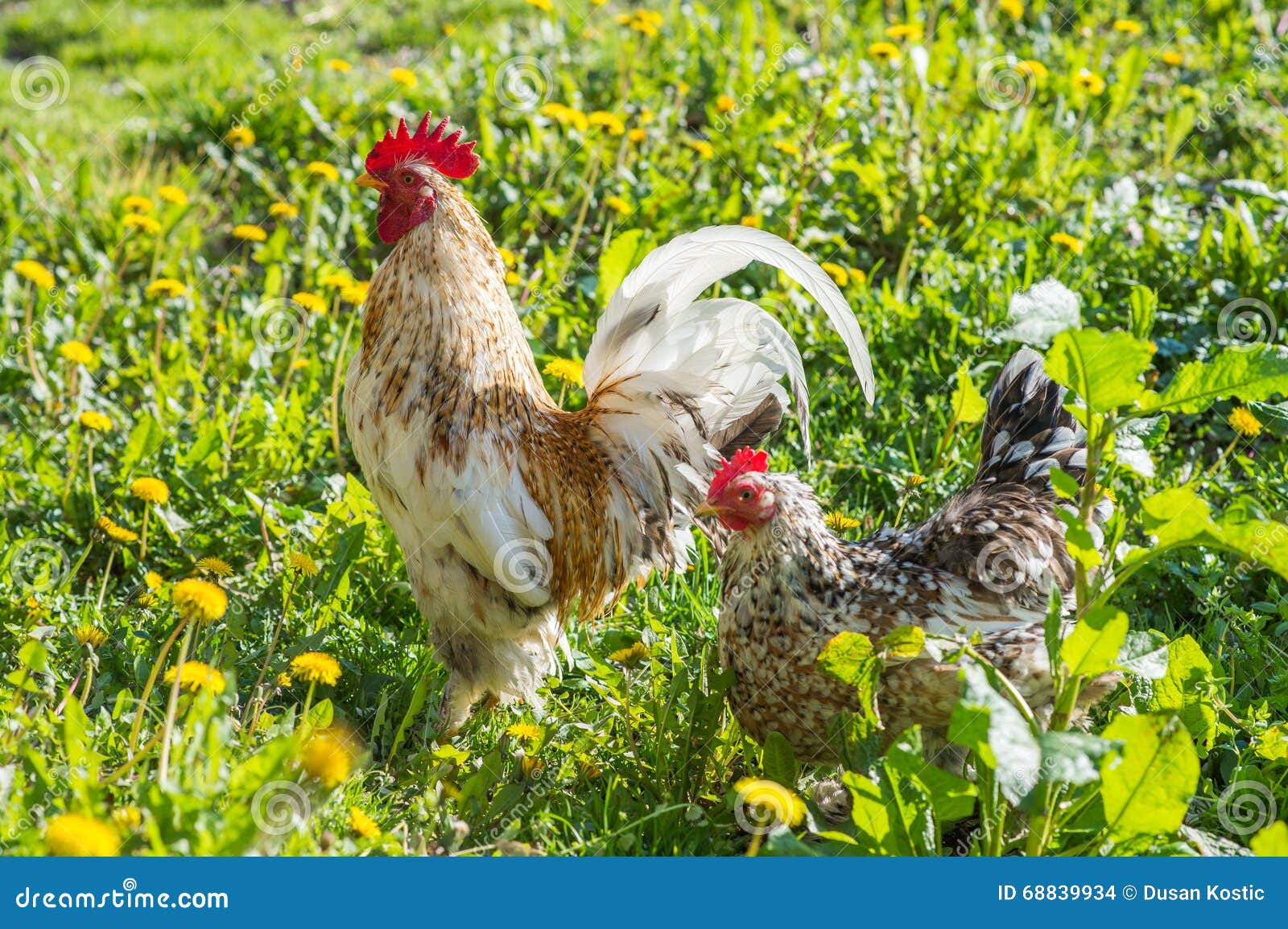 Hahn und Henne stockfoto. Bild von landschaft, blumen - 68839934