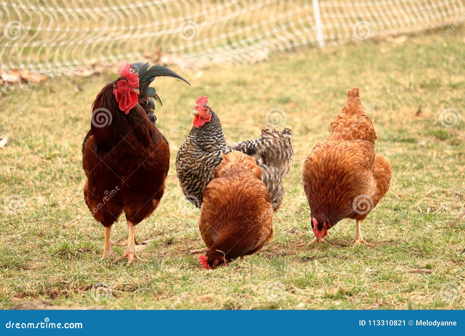 Hahn und Hennen stockbild. Bild von bauernhof, hühner - 113310821