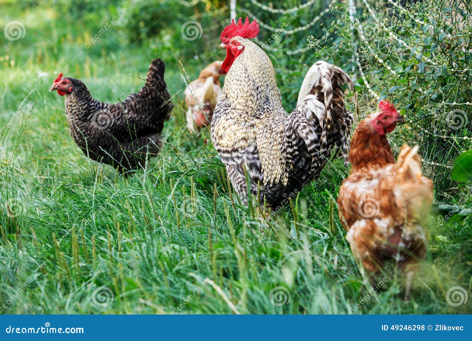 Hahn und Hennen stockfoto. Bild von wachsen, huhn, bewirtschaften ...