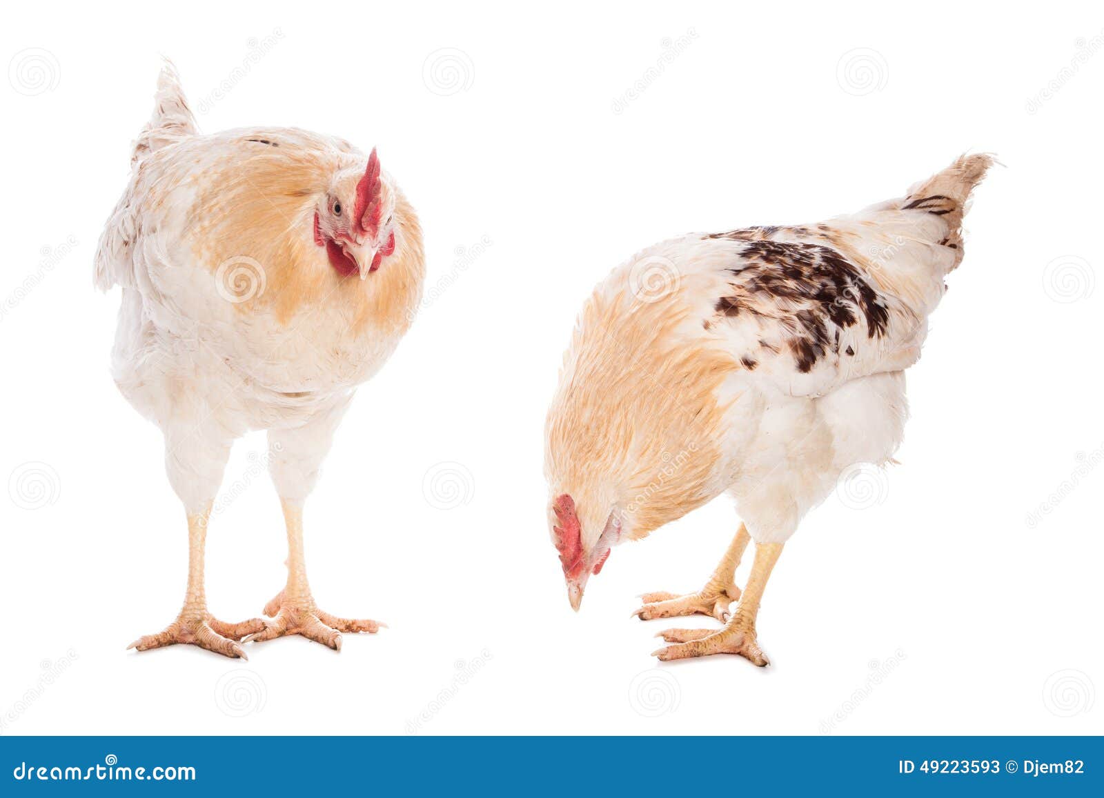 Hahn und Huhn stockbild. Bild von nahaufnahme, vogel - 49223593