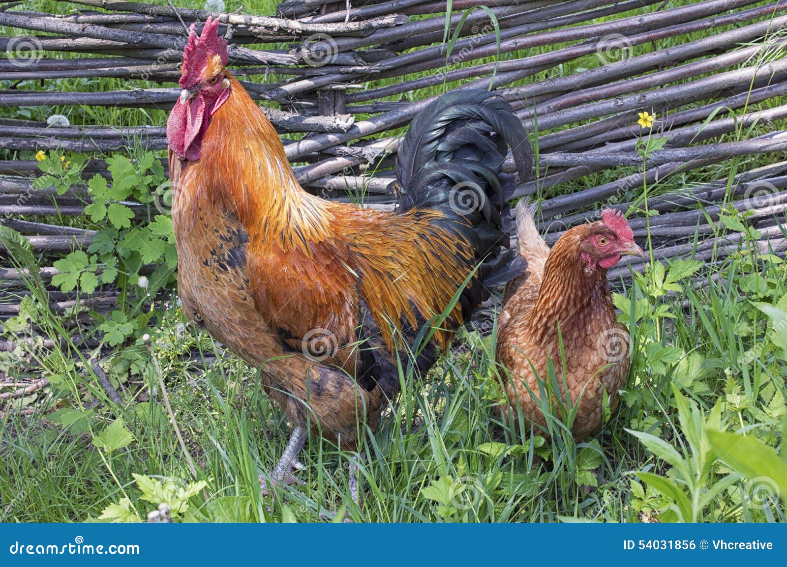 Hahn und sein braunes Huhn stockfoto. Bild von küken - 54031856