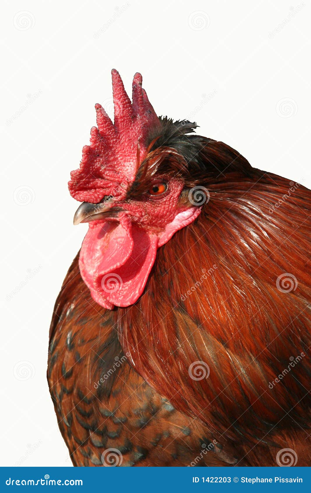 Hahnportrait stockbild. Bild von huhn, vogel, scheitel - 1422203