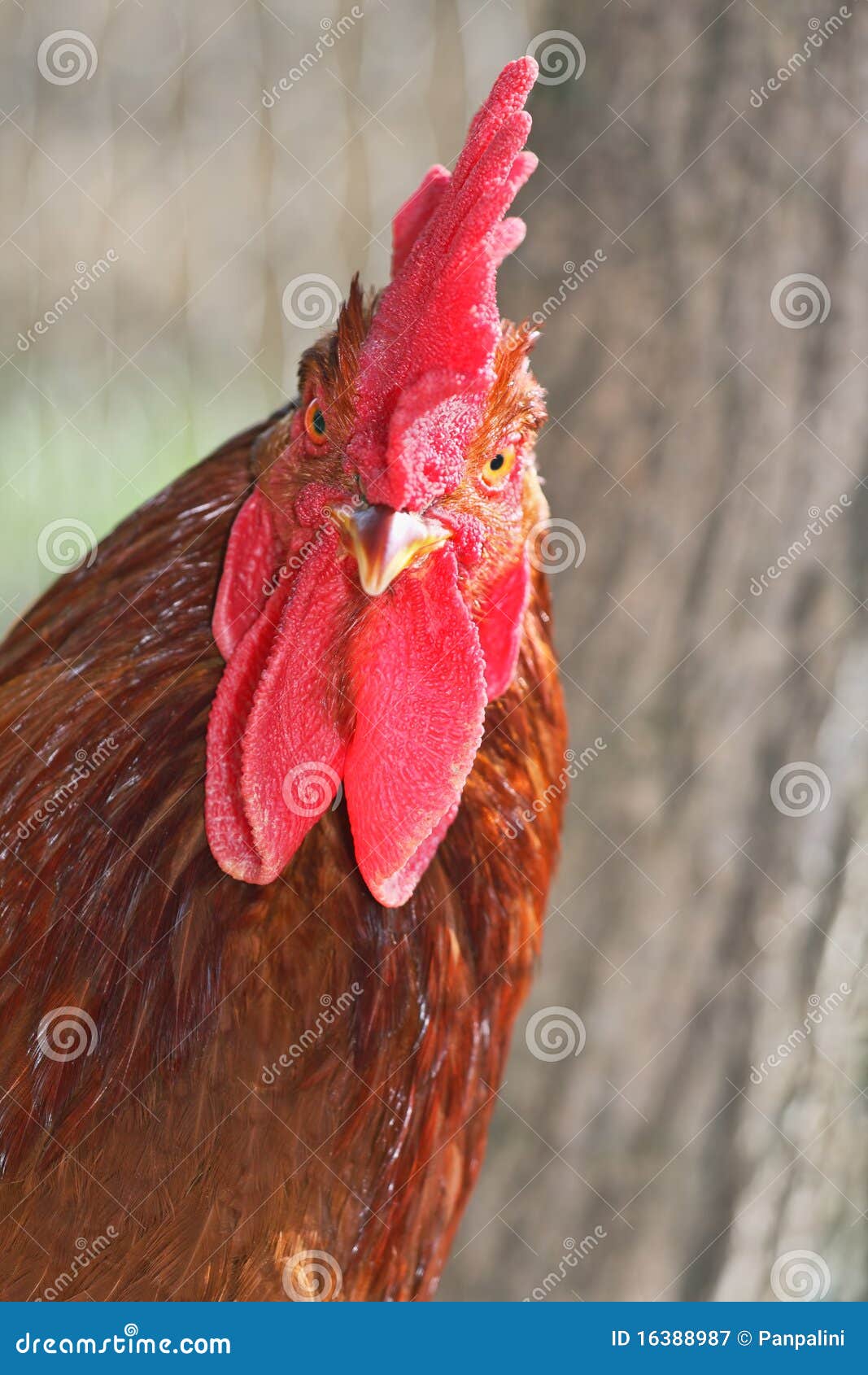 Hahnportrait stockbild. Bild von gefärbt, tiere, profil - 16388987