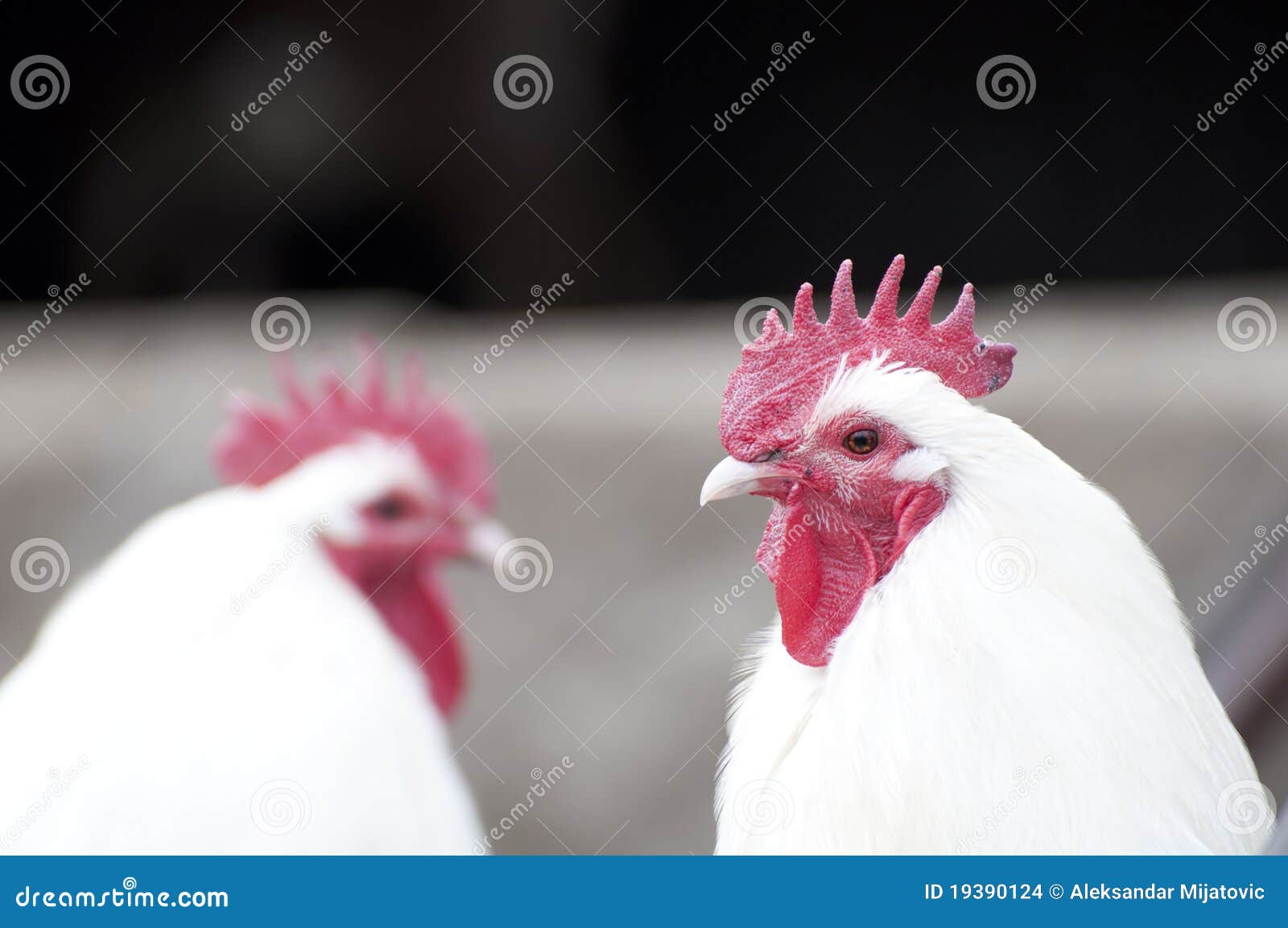 Hahnportrait stockfoto. Bild von lebendig, hahn, landwirtschaftlich ...