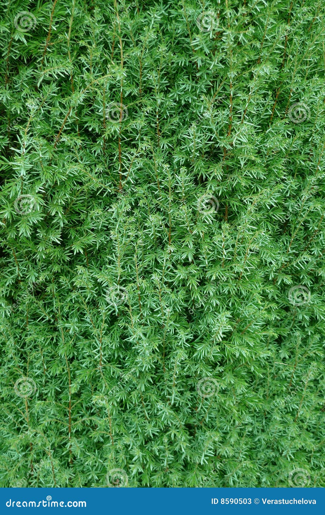Haie image stock. Image du feuillage, genévrier, barrière - 8590503