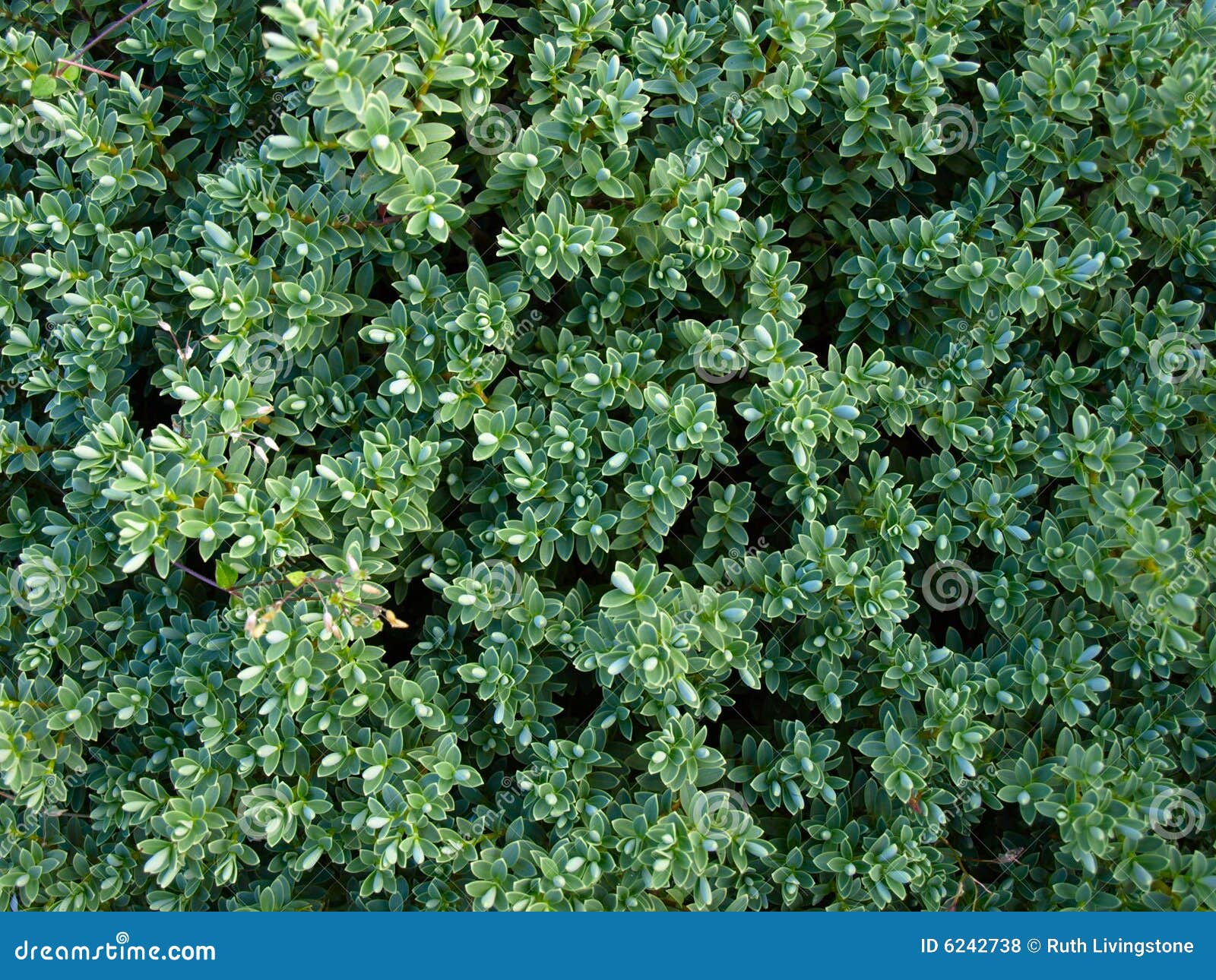 Haie, arbre photo stock. Image du texture, buisson, vert - 6242738