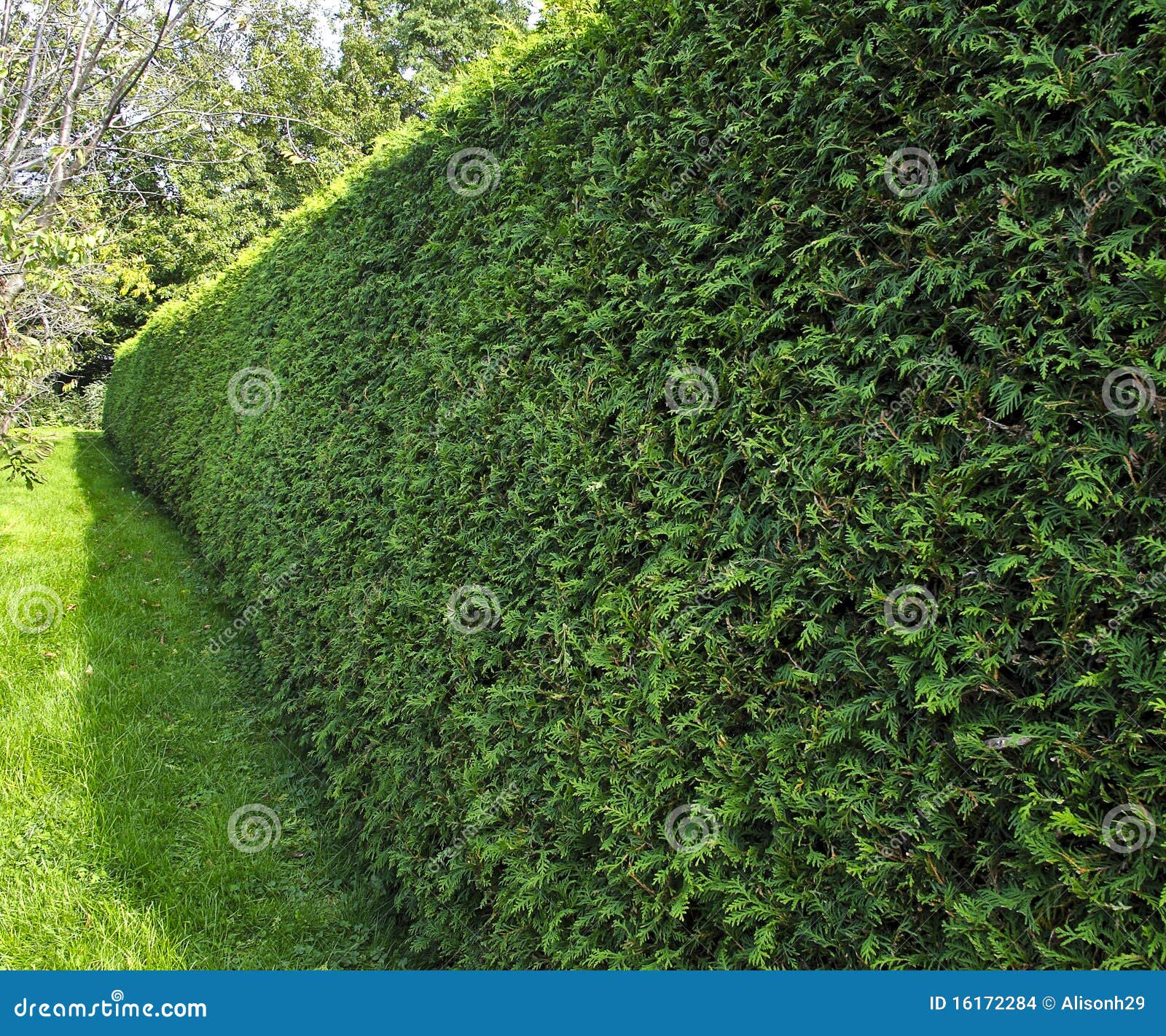 Haie d'if photo stock. Image du jardin, longtemps, centrales - 16172284