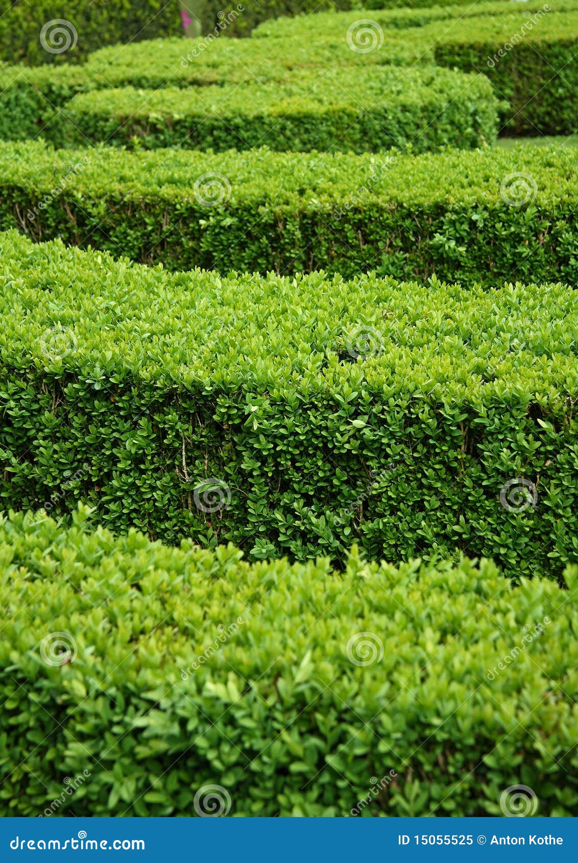 Haie de buis image stock. Image du arbuste, agriculture - 15055525