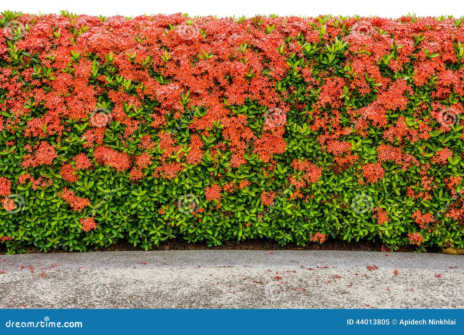 Haie Et Passage Couvert Rouges De Coccinea D'Ixora Image stock - Image ...