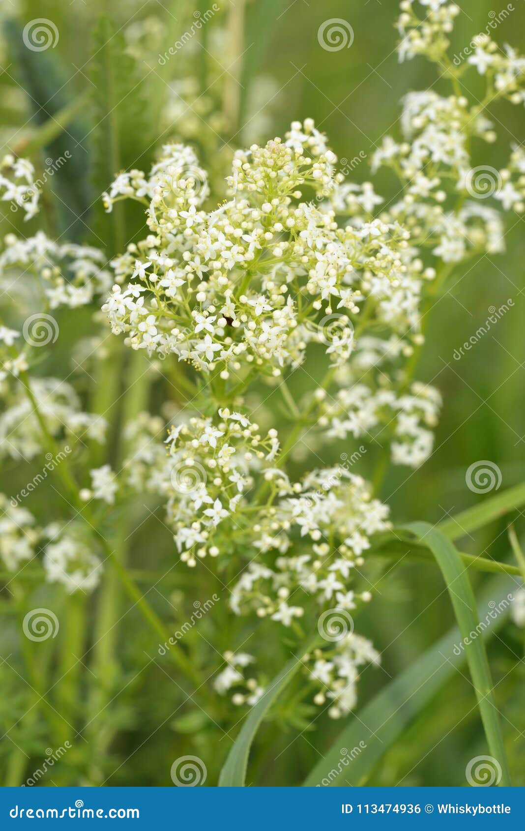 Haie ou caille-lait blanc photo stock. Image du flore - 113474936