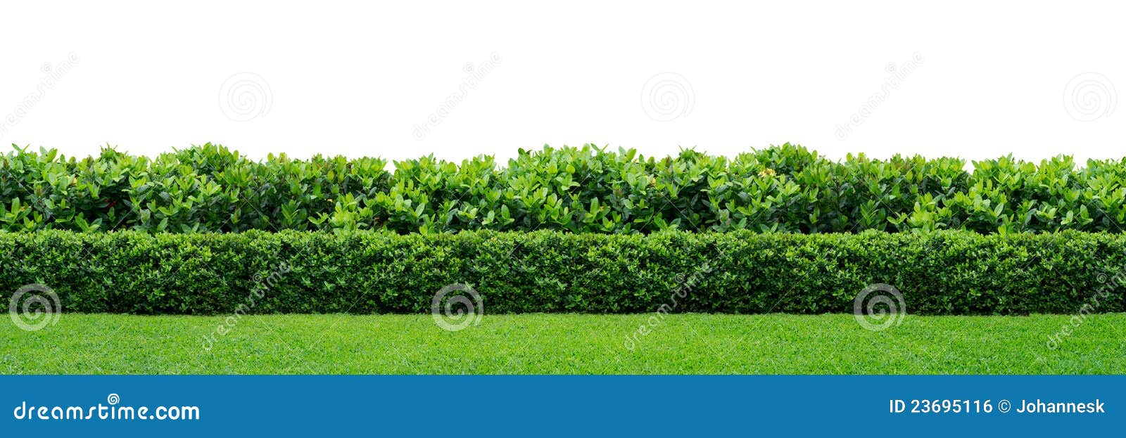Haie verte photo stock. Image du zone, barrière, jardin - 23695116