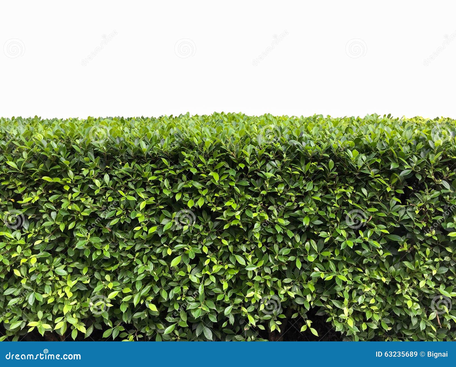 Haie Verte Avec Le Foetus D'isolement Image stock - Image du conception ...