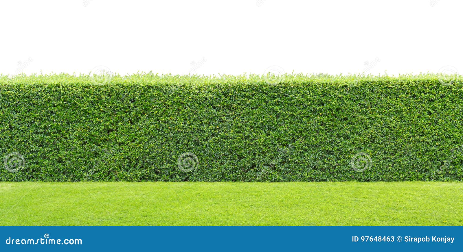 Haie verte d'isolement image stock. Image du abondant - 97648463