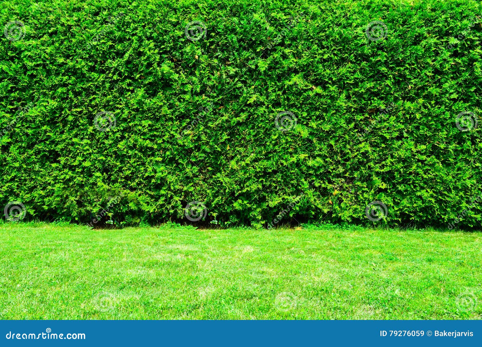 Haie Verte Des Arbres De Thuja Image stock - Image du verdure, haies ...