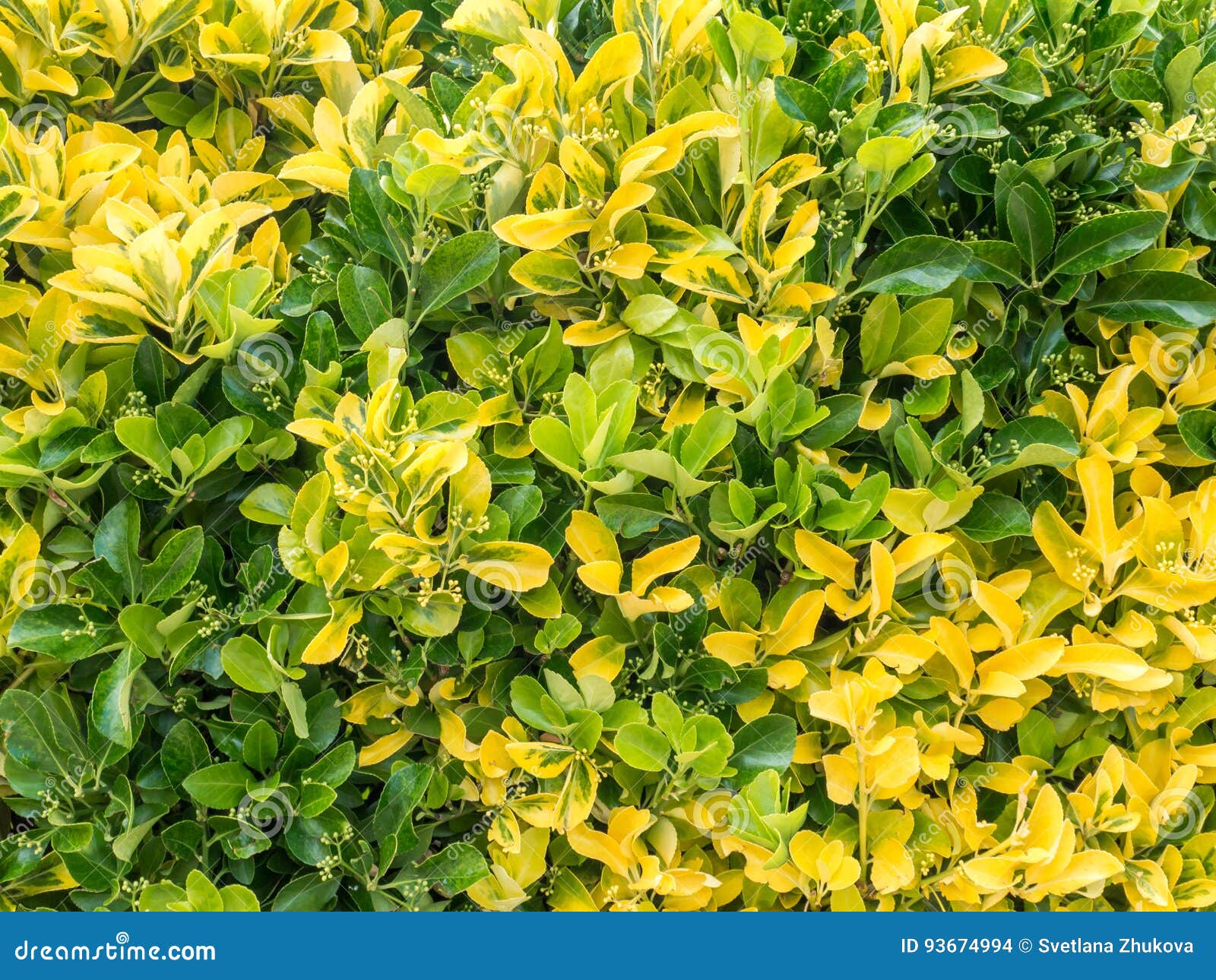 Haie Verte Et Jaune De Buisson Photo stock - Image du jardin, extérieur ...