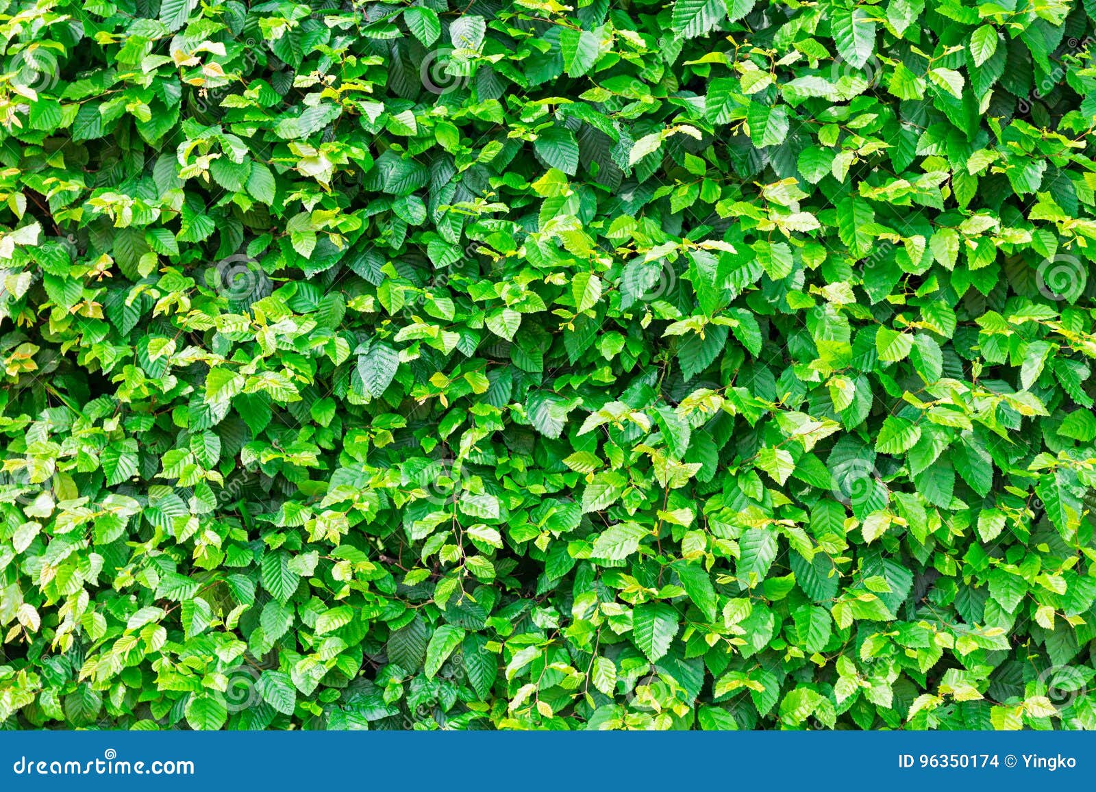 Haie Verte Naturelle De Feuille Photo stock - Image du fragment ...