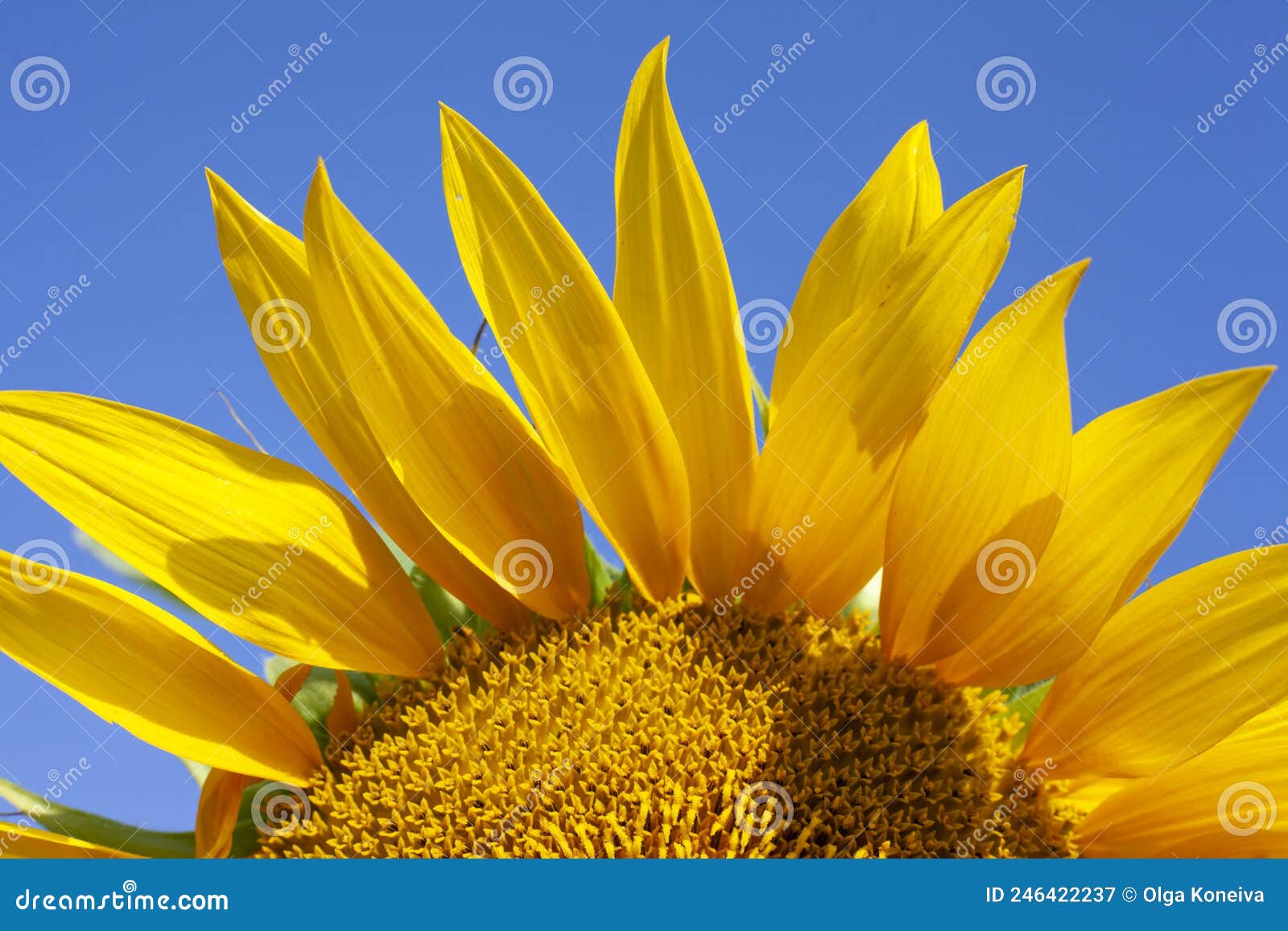 Haif_sunflower stock image. Image of yellow, close, flower - 246422237