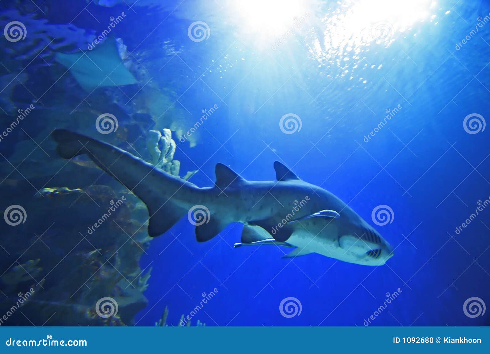 Haifisch Bild. Bild: 1092680