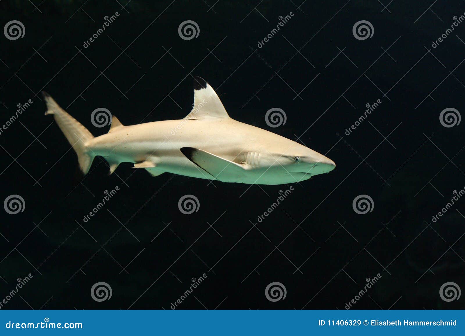 Haifisch stockbild. Bild von menge, haifisch, riff, mörder - 11406329