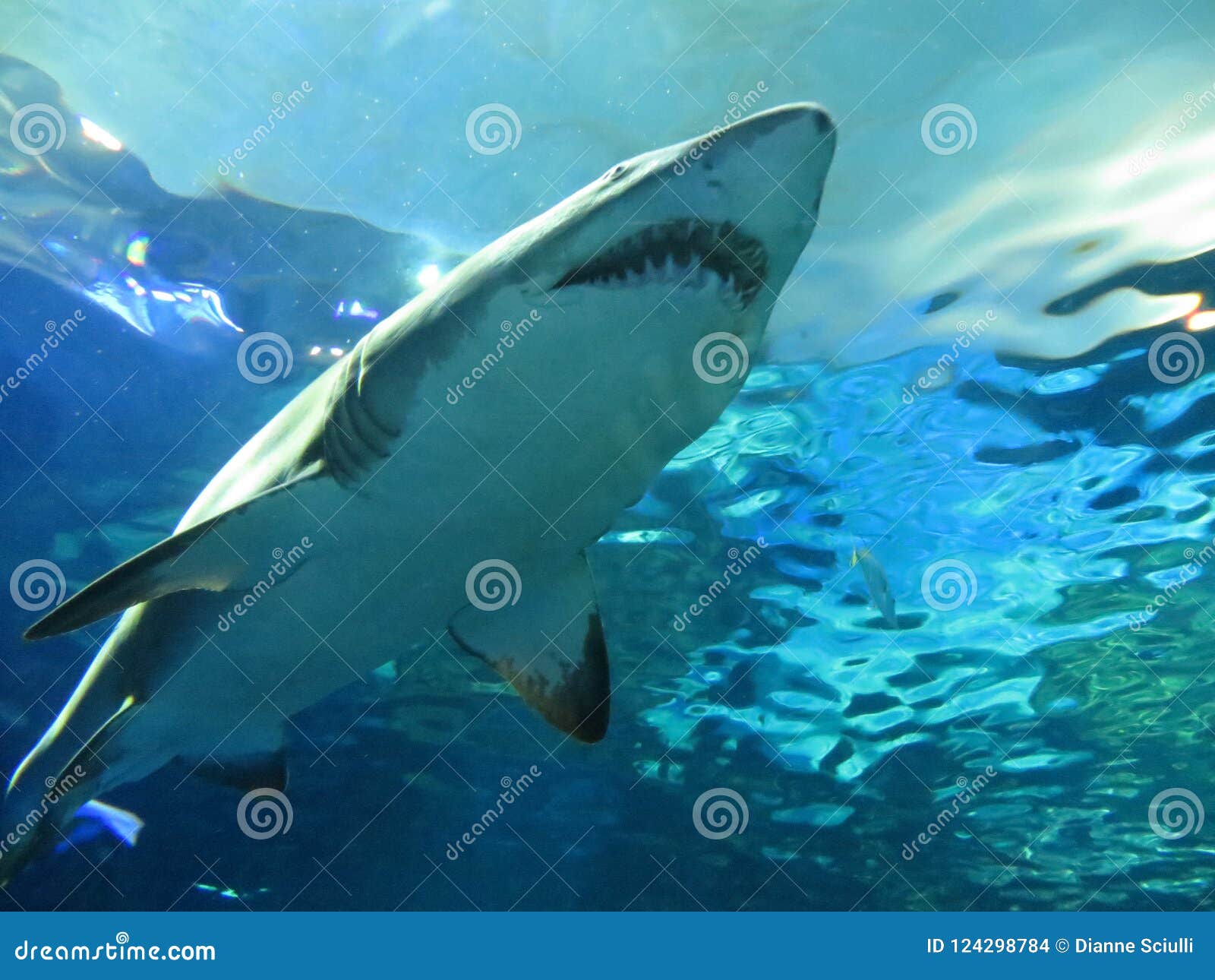 Haifisch stockfoto. Bild von fische, haifisch, ripley - 124298784